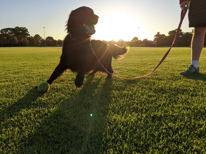 LiveLighter - Alby’s fur-real tips for a healthy return to work